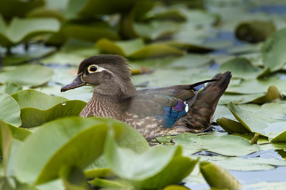 Female Wood Duck | Shutterbug